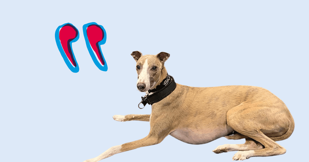 Evenemang: Läs för Ringo! - för barn med NPF-diagnos — Stockholms ...